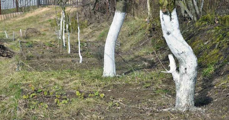 What’s the Reason Behind Painting Trees White?