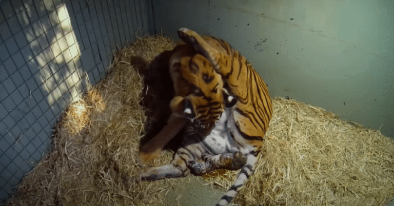 Tiger's Maternal Instincts Bring Her Lifeless Cub Back to Life