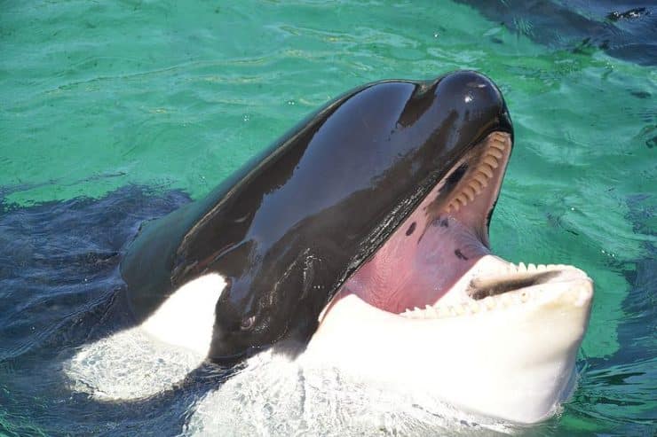 Shocking Orca Recording Mimicking Human Speech Leaves People Stunned ...