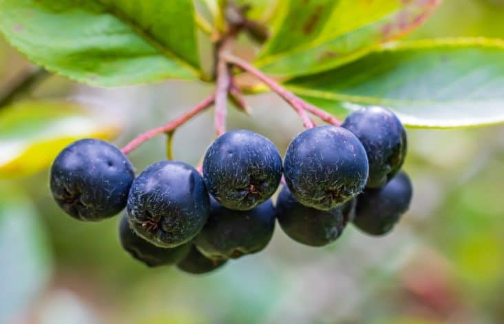 Native American High Schooler Discovers Cancer-Fighting Properties in ...