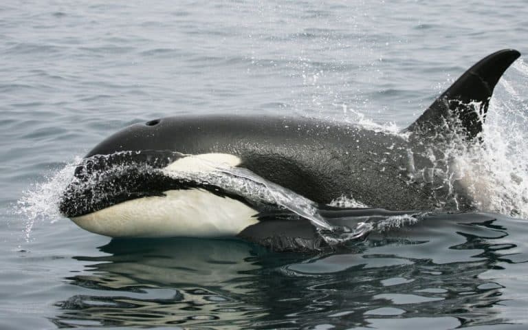 After 37 Years, Orcas Are Reviving the Trend of Wearing Dead Salmon as Hats